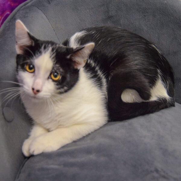 Doc - Animal House Shelter