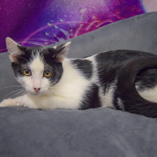 Doc - Animal House Shelter