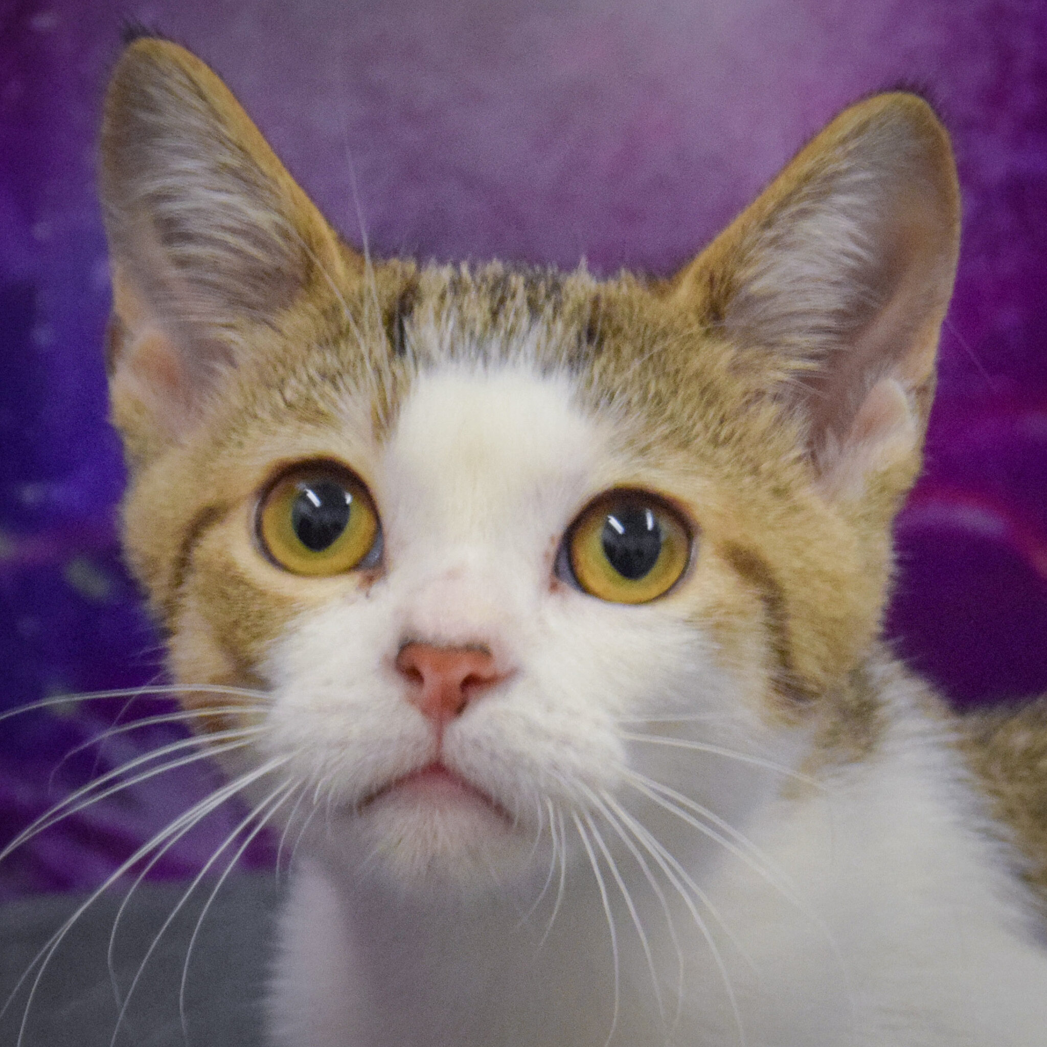 Dumpling - Animal House Shelter