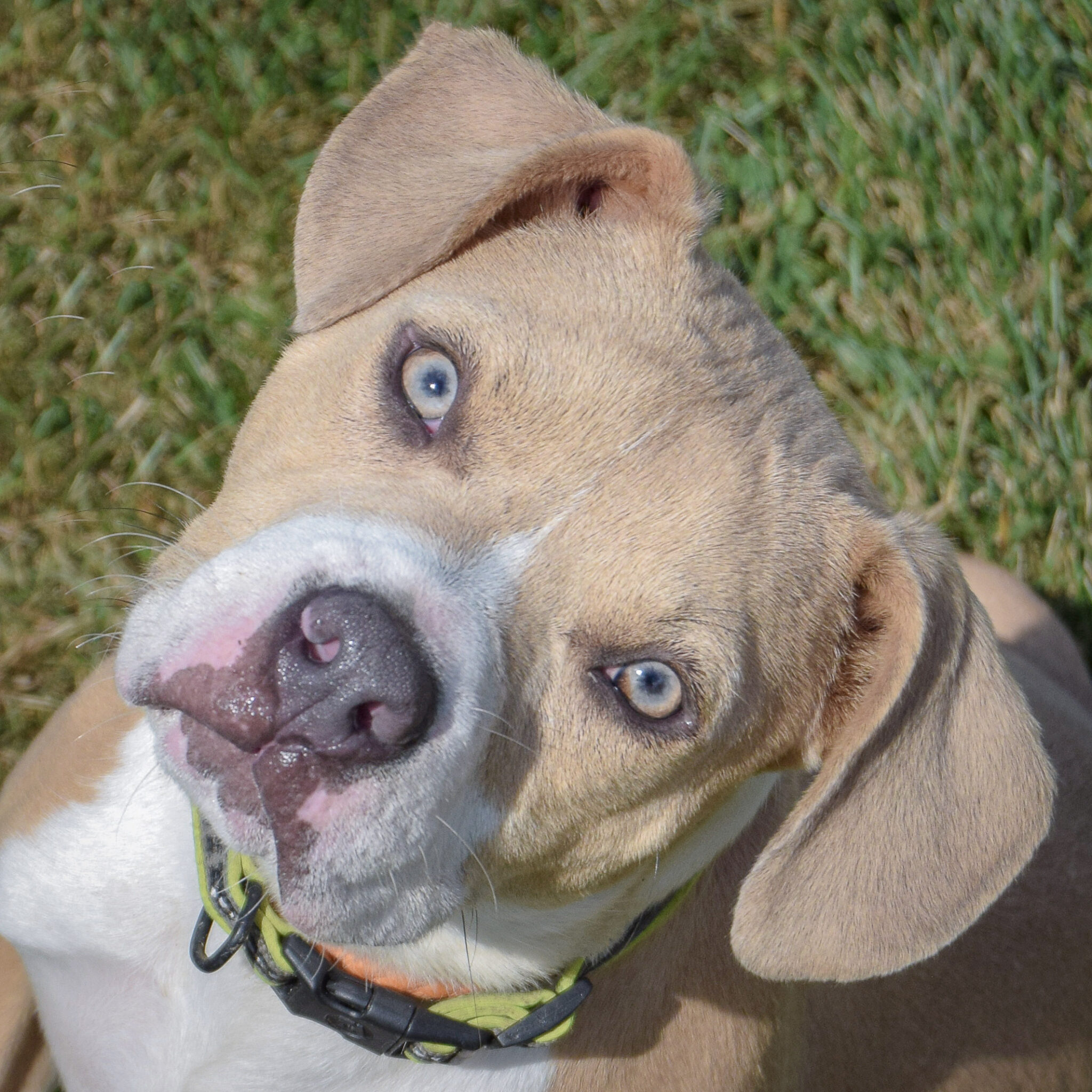 Ham Samuel - Animal House Shelter
