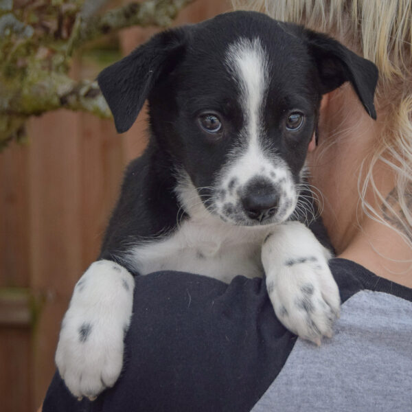 Mutangi - Animal House Shelter