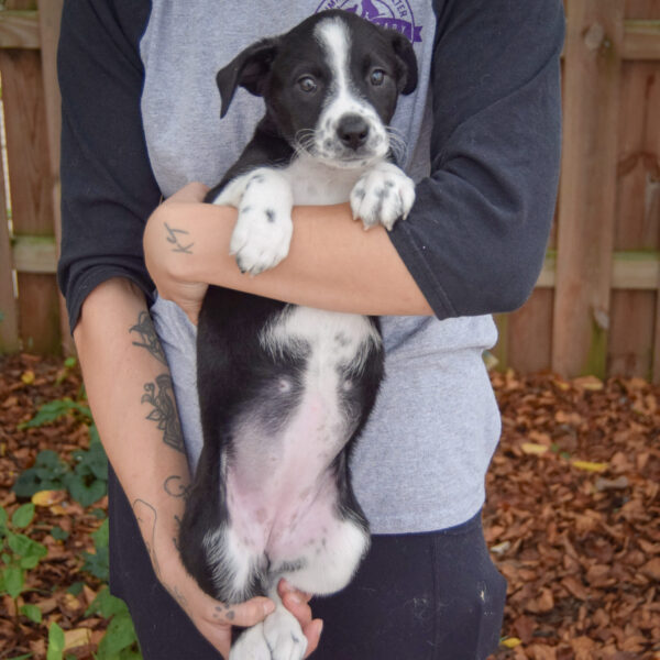 Mutangi - Animal House Shelter