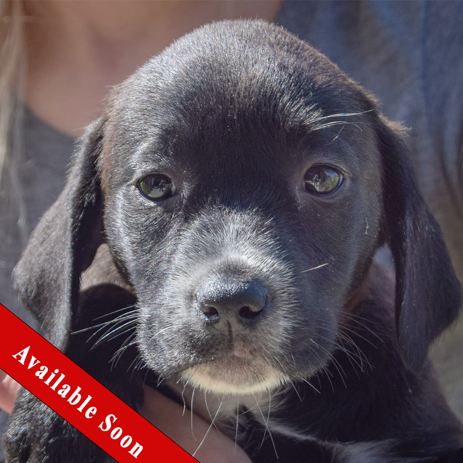 Petunia - Animal House Shelter