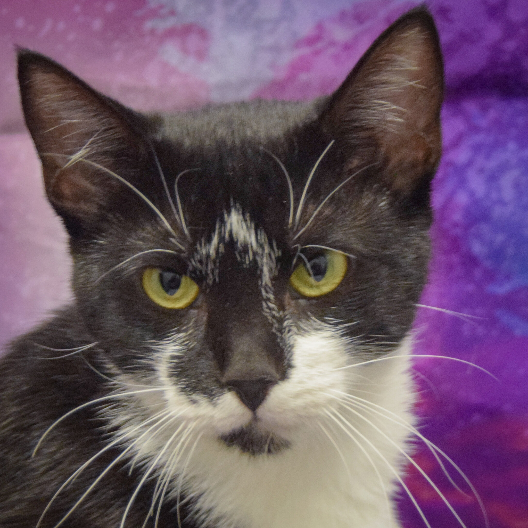 Shawna - Animal House Shelter