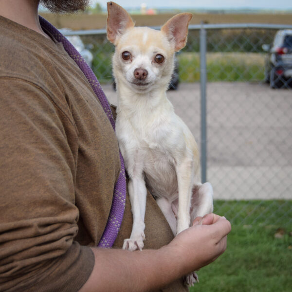 Sheila - Animal House Shelter
