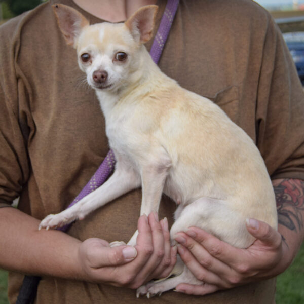 Sheila - Animal House Shelter