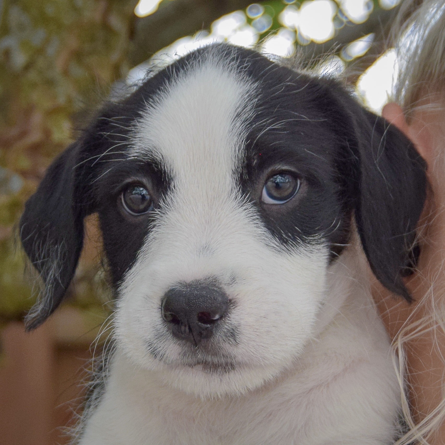 Tui - Animal House Shelter