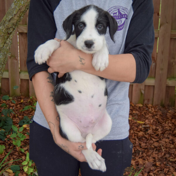 Tui - Animal House Shelter