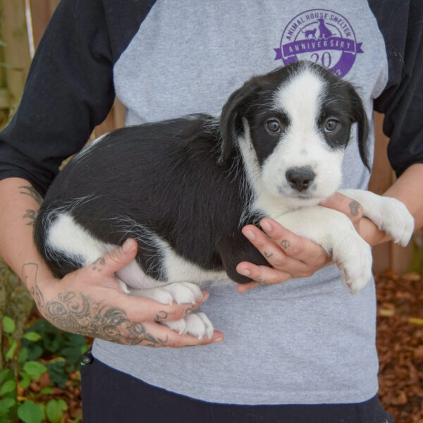 Tui - Animal House Shelter