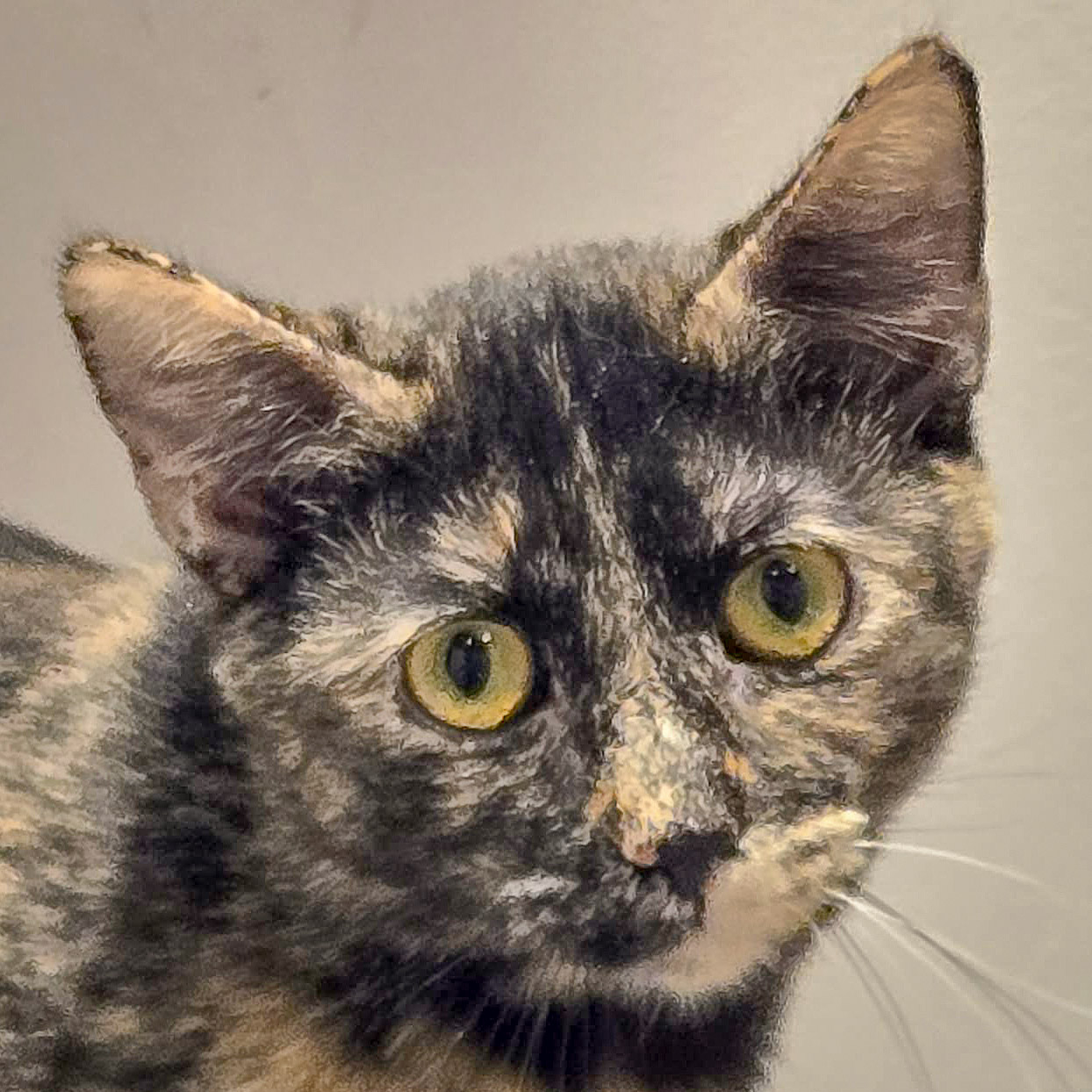 Zig Zag - Animal House Shelter