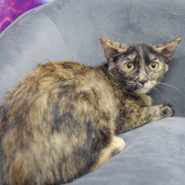 Zig Zag - Animal House Shelter