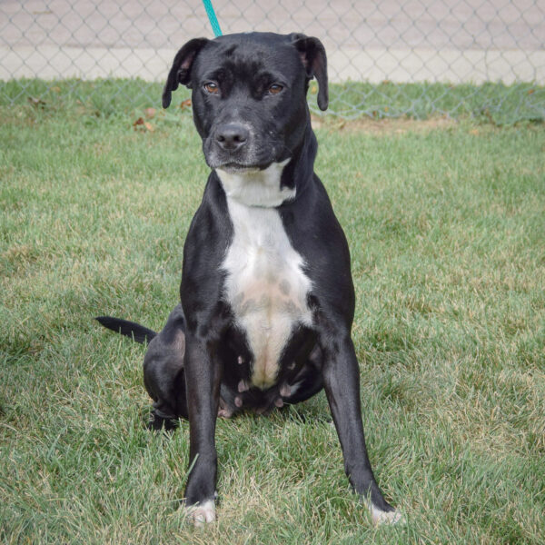 Aelin - Animal House Shelter