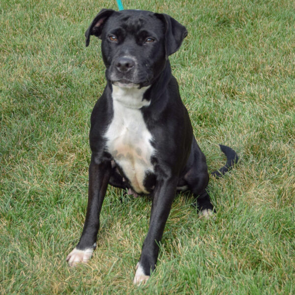 Aelin - Animal House Shelter
