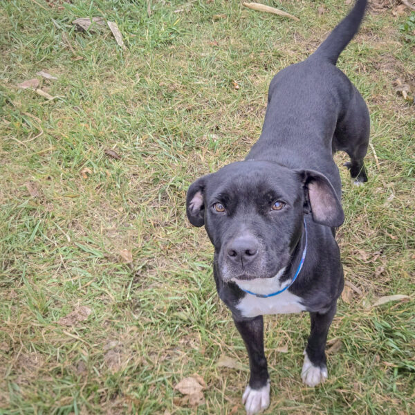 Aelin - Animal House Shelter