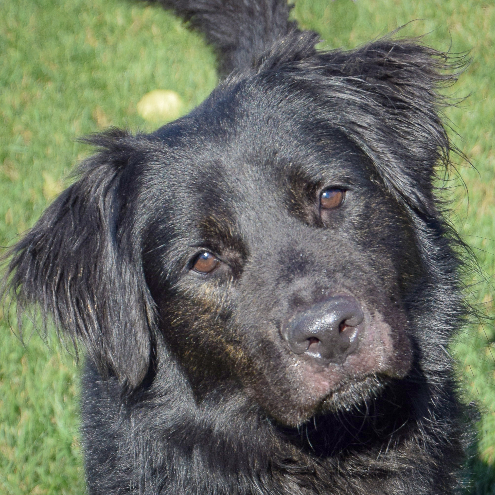Buzz - Animal House Shelter