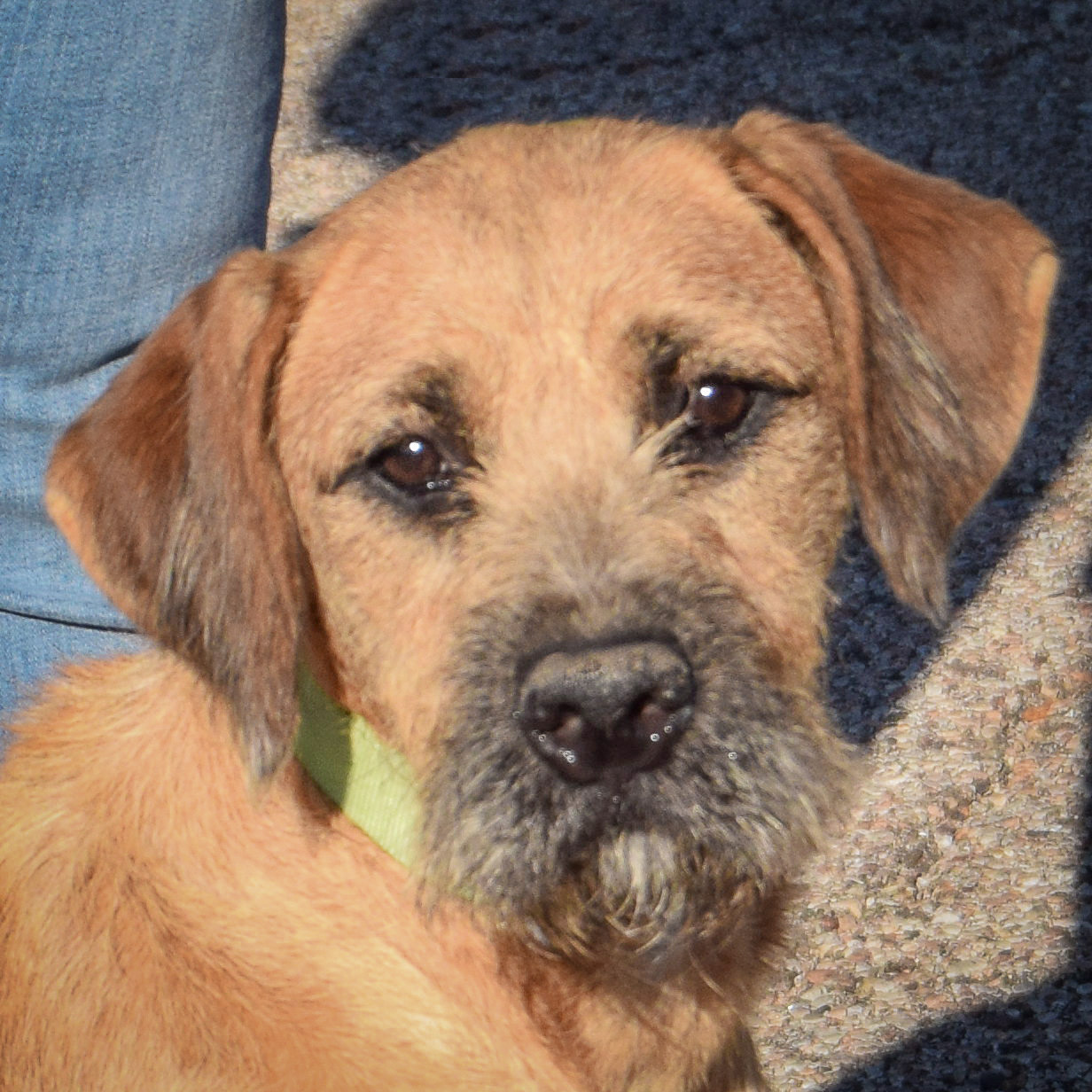 Faline - Animal House Shelter