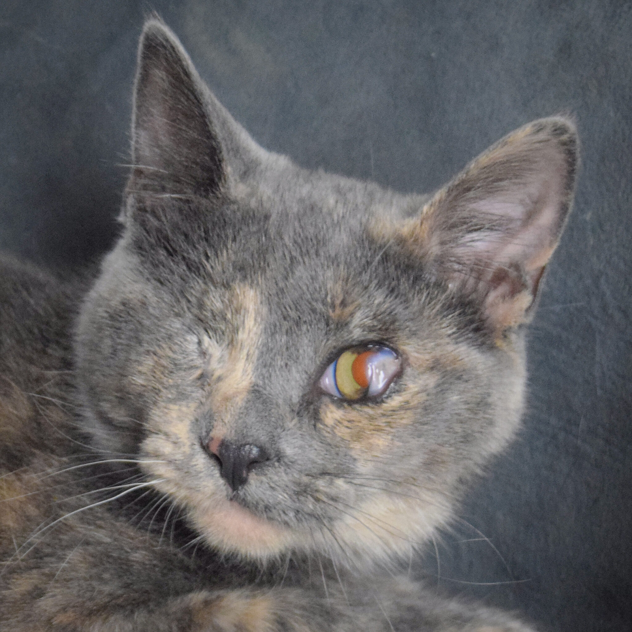 Helen Keller - Animal House Shelter