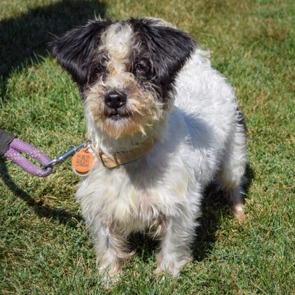 Jacques - Animal House Shelter