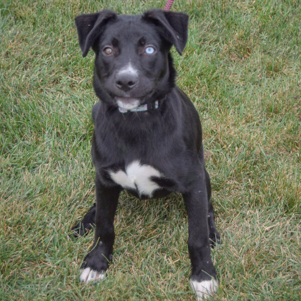 Nadia - Animal House Shelter