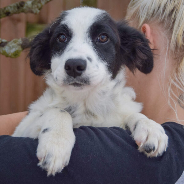 Savvy - Animal House Shelter