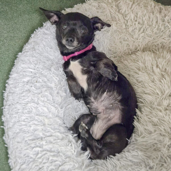 Angie - Animal House Shelter