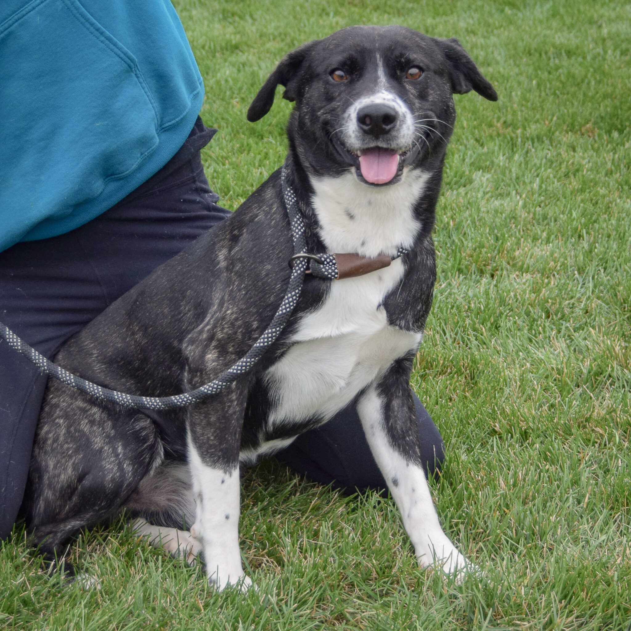 January 2026 Dog of the Month - Animal House Shelter