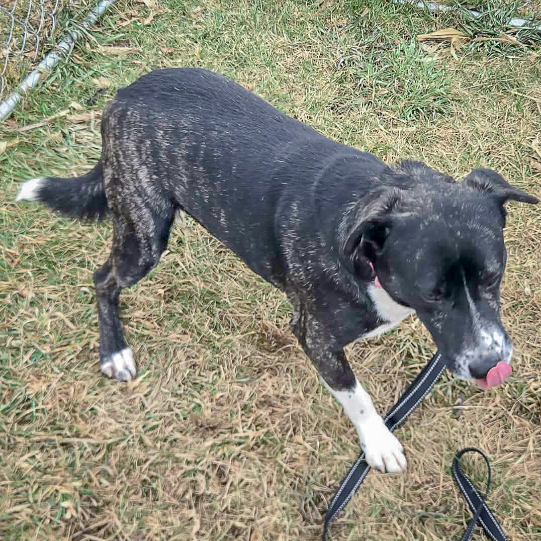 January 2026 Dog of the Month - Animal House Shelter