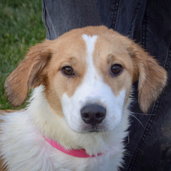 Chickpea - Animal House Shelter