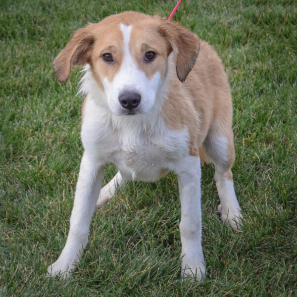 Chickpea - Animal House Shelter