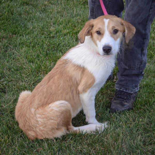 Chickpea - Animal House Shelter