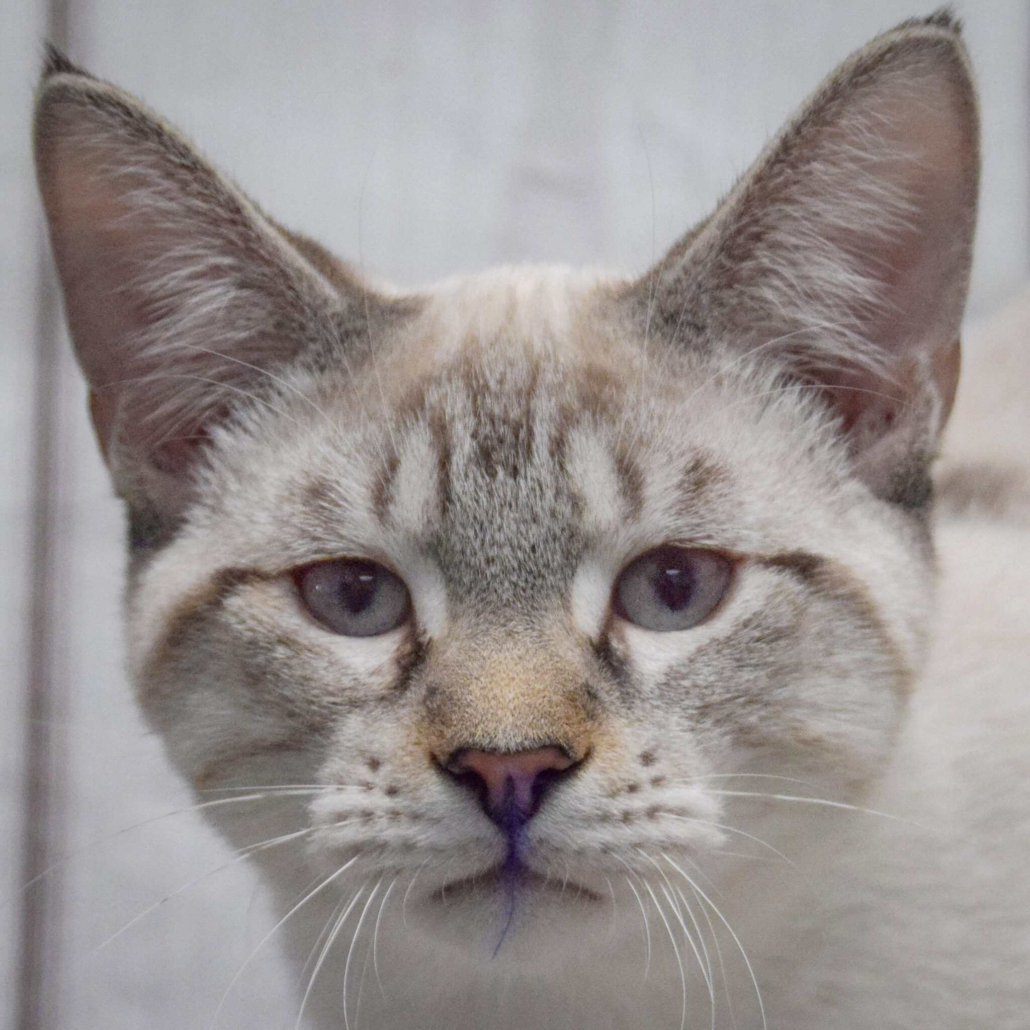 Derick - Animal House Shelter