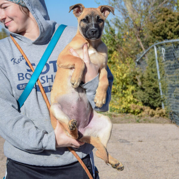 Finley - Animal House Shelter