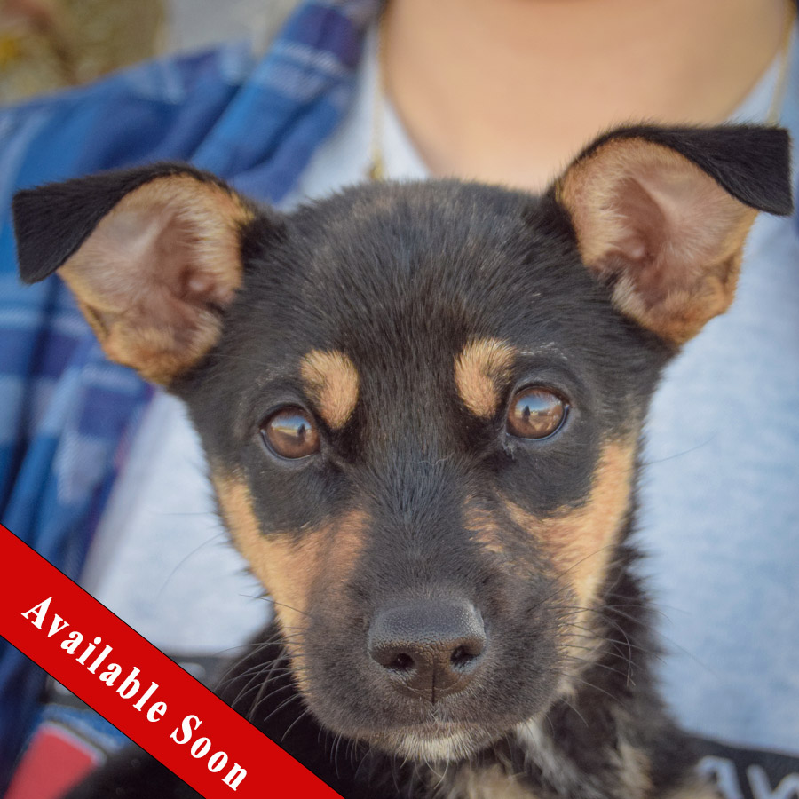 Flossie Flutterbloom - Animal House Shelter