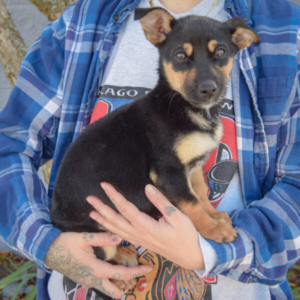 Flossie Flutterbloom - Animal House Shelter