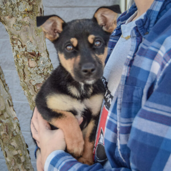 Flossie Flutterbloom - Animal House Shelter