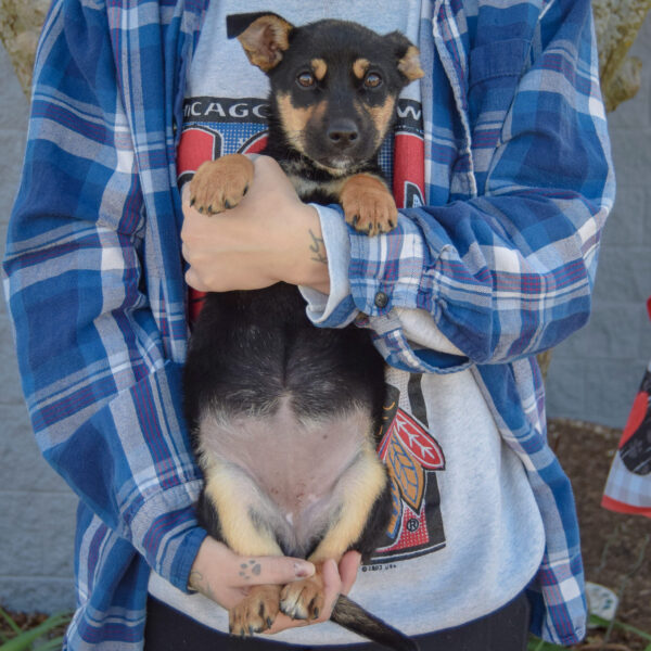 Flossie Flutterbloom - Animal House Shelter