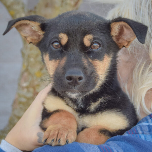 Flossie Flutterbloom - Animal House Shelter