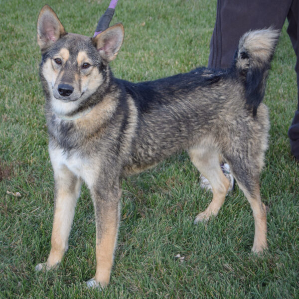Ike - Animal House Shelter