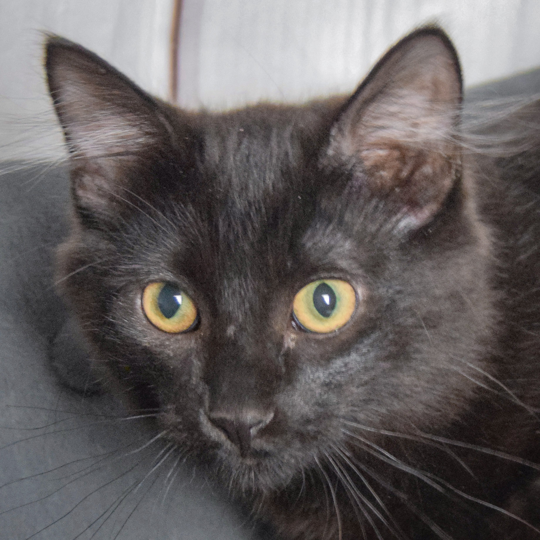 Salem - Animal House Shelter