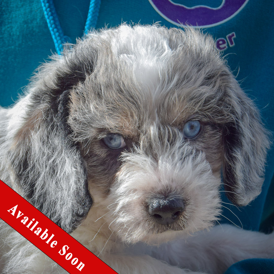 Vigor - Animal House Shelter