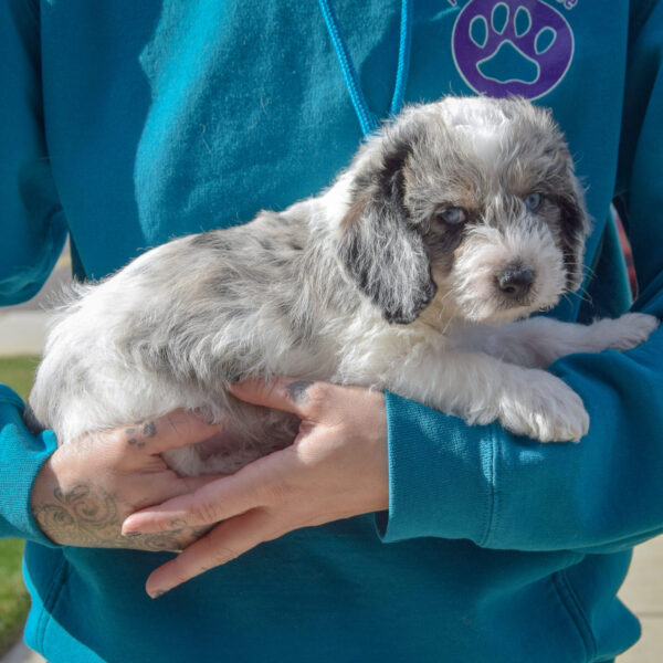 Vigor - Animal House Shelter