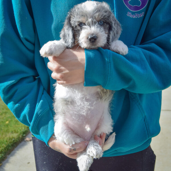 Vigor - Animal House Shelter