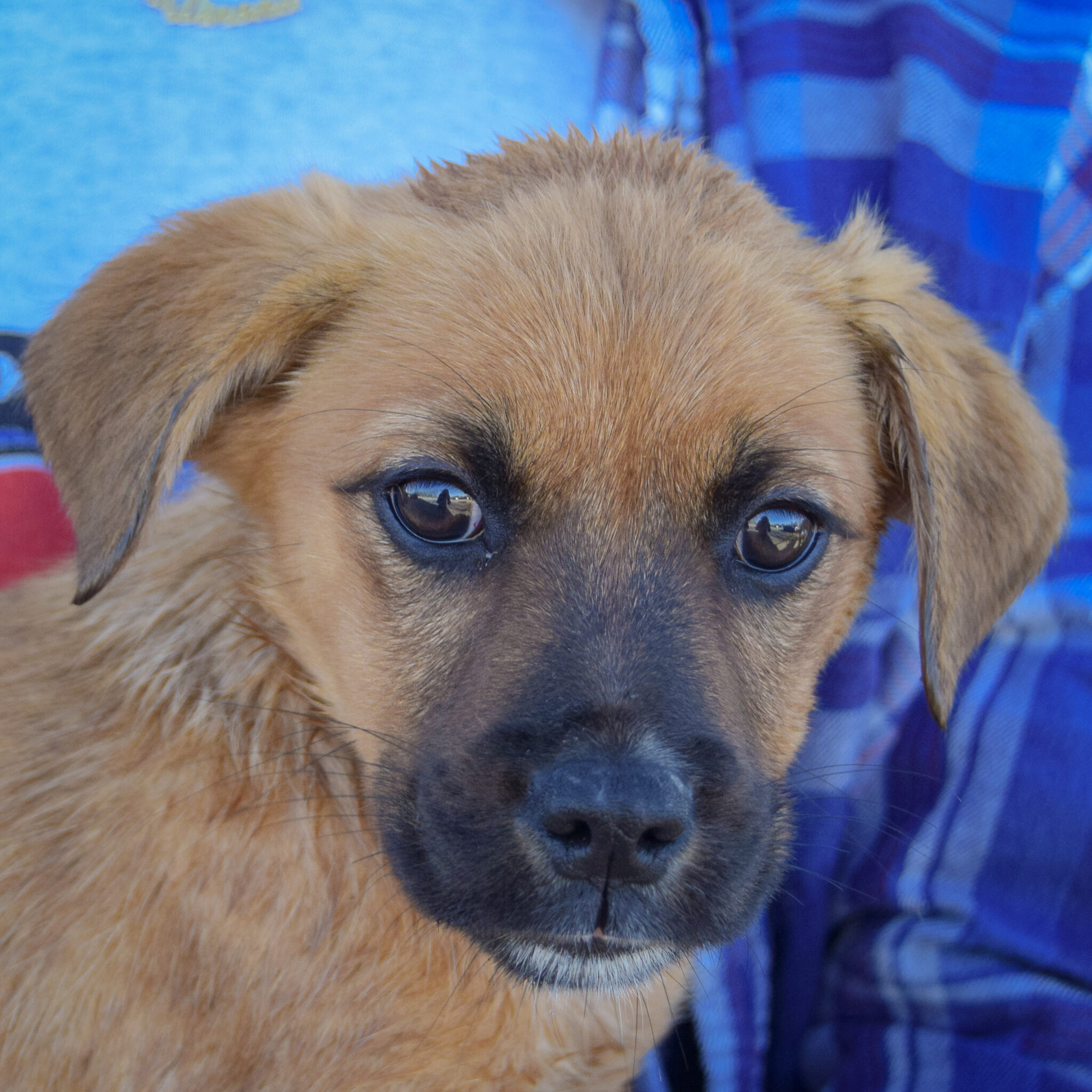 Zarah - Animal House Shelter