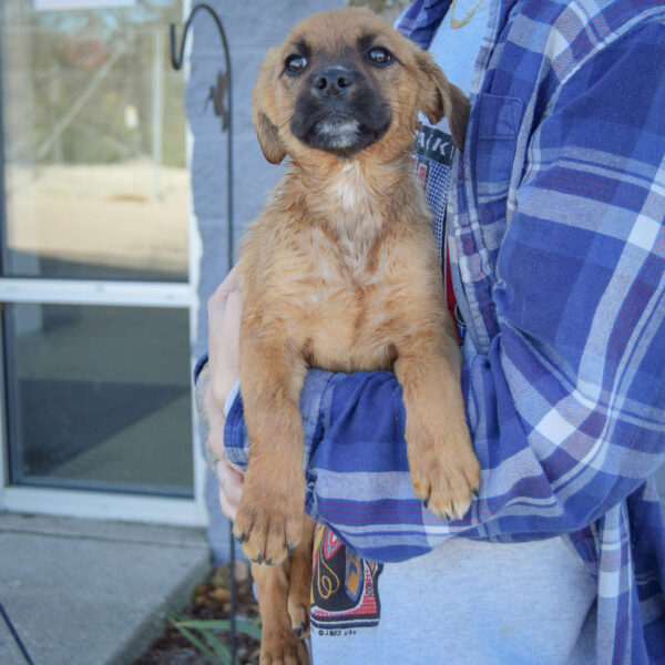 Zarah - Animal House Shelter