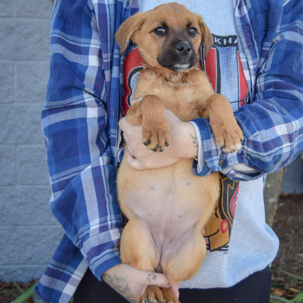 Zarah - Animal House Shelter
