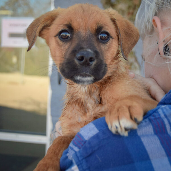 Zarah - Animal House Shelter