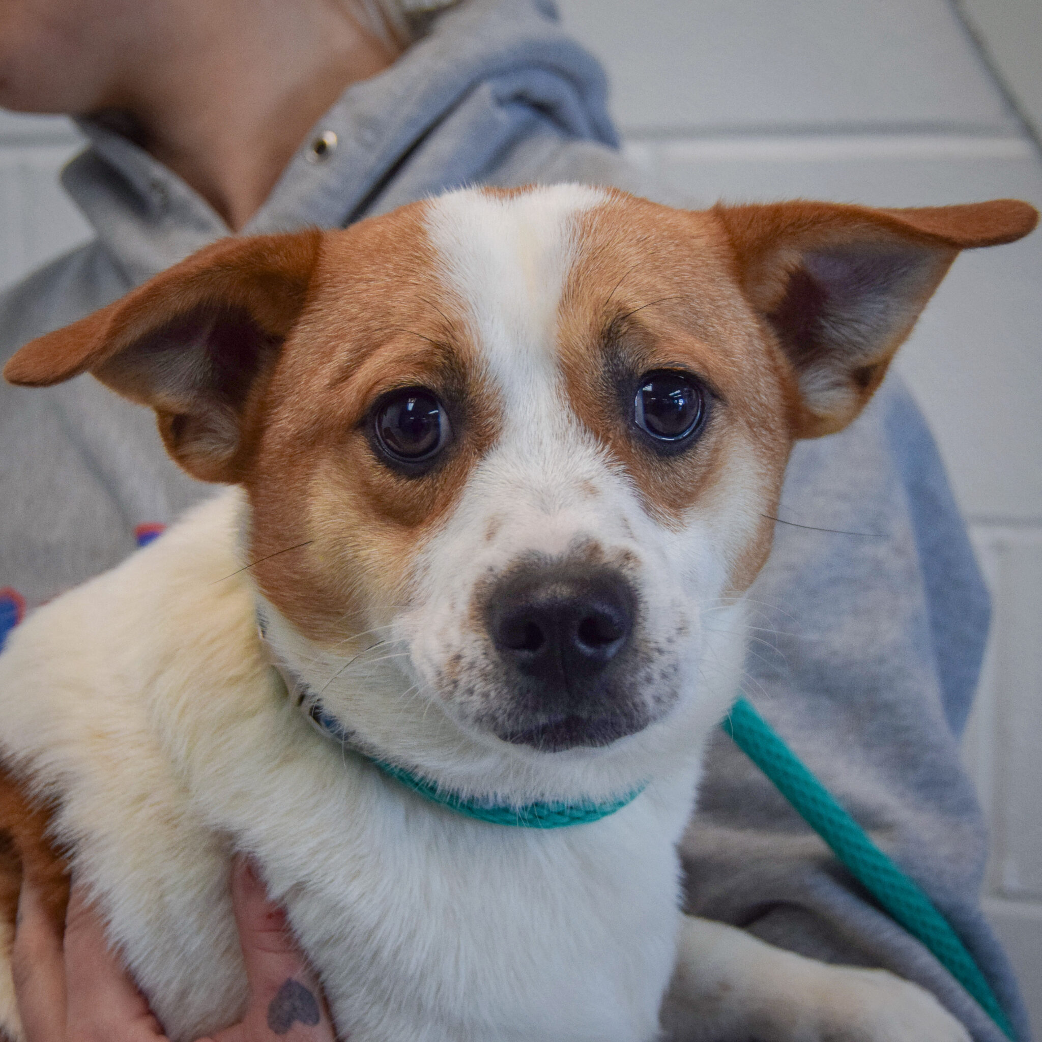 Bender - Animal House Shelter