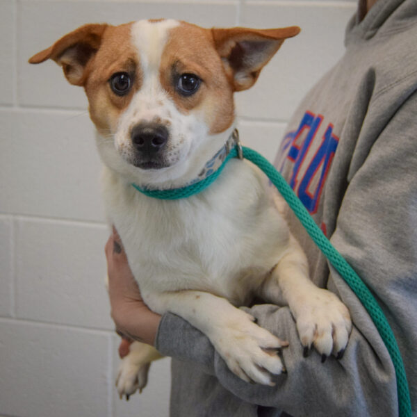 Bender - Animal House Shelter