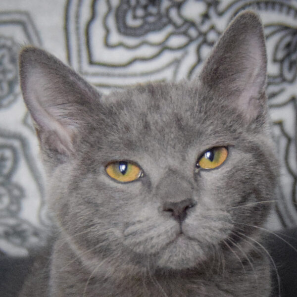 Gandy - Animal House Shelter