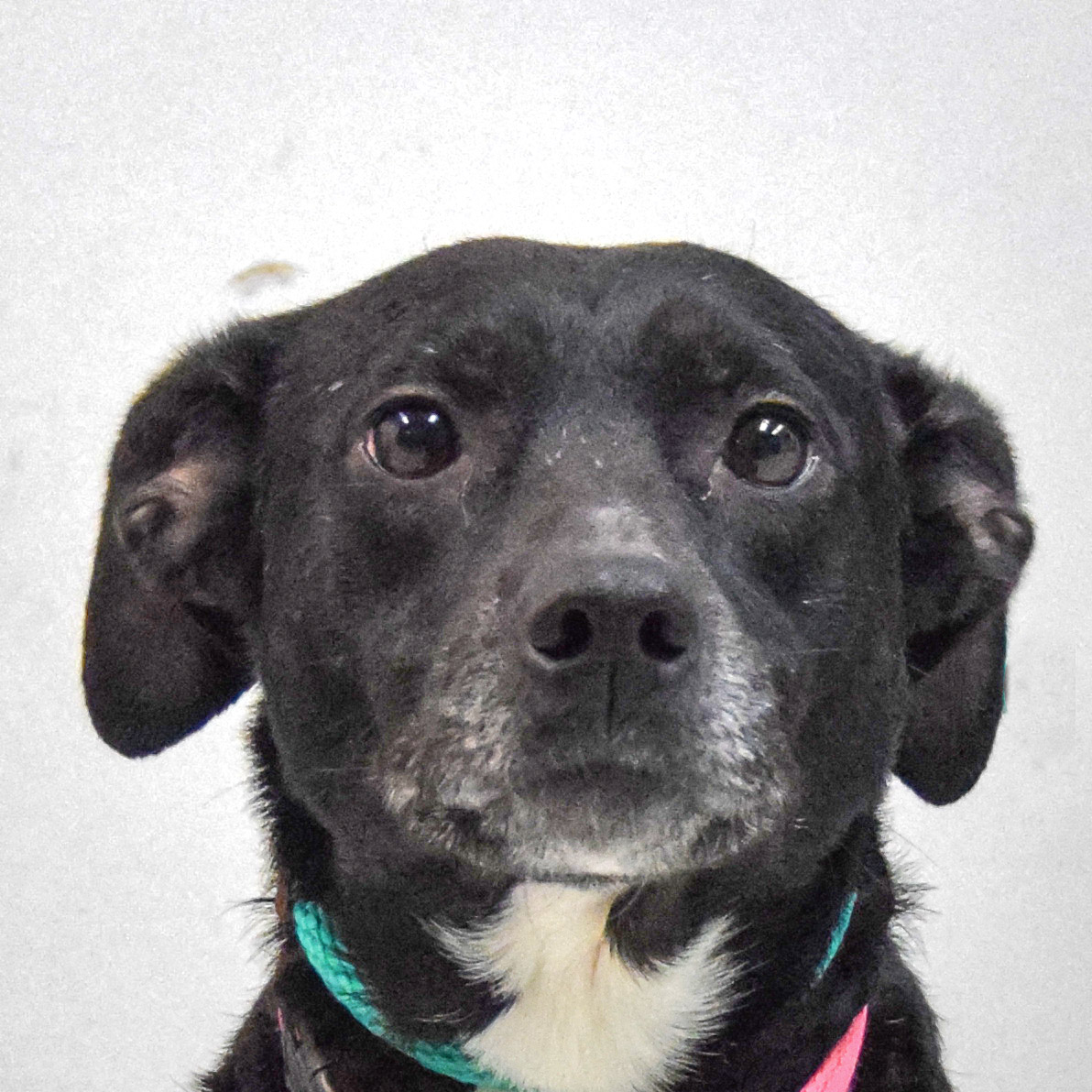 Gemma - Animal House Shelter